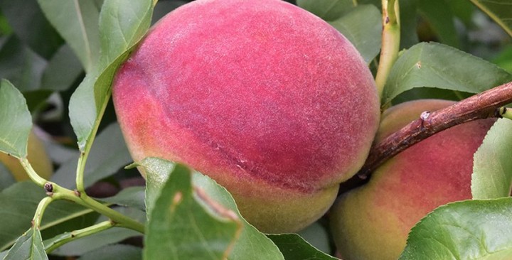 Peaches pack prosperity potential for central Alabama's Chilton County ...