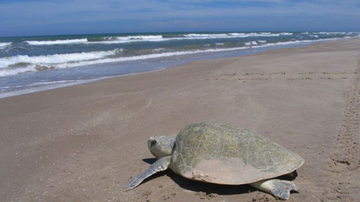 World’s most endangered sea turtle species in big trouble off Alabama's ...