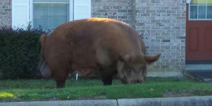 Another HOGZILLA Spotted in Alabama - Yellowhammer News