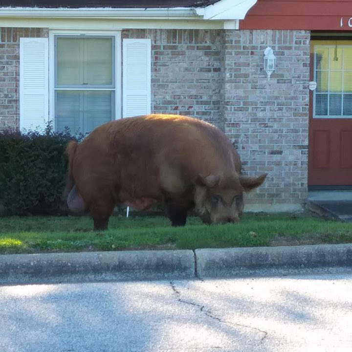 Another HOGZILLA Spotted in Alabama - Yellowhammer News