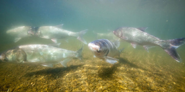 Carp species are potential threats to Alabama waterways - Yellowhammer News