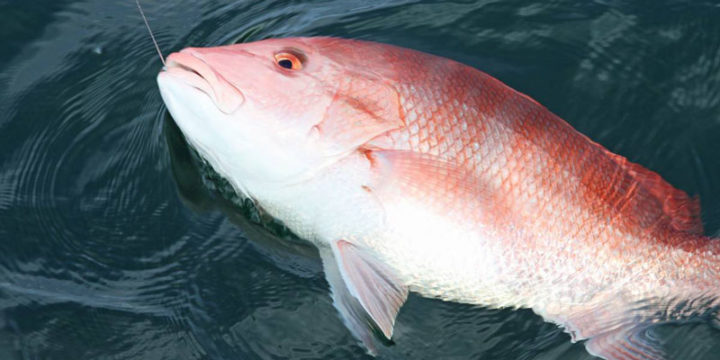 Alabama submits request to NOAA to manage recreational red snapper ...