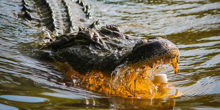 Alabama alligator season opening this week - Yellowhammer News