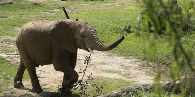 Birmingham Zoo adopts new elephants, opens welcome center ...