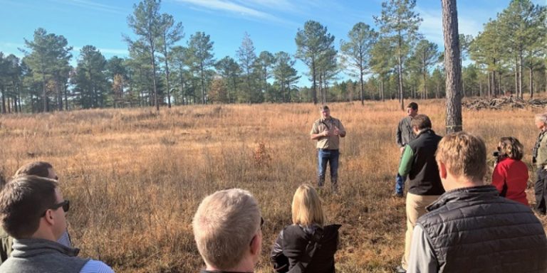 Grants help restore Alabama longleaf pine forests, grasslands ...