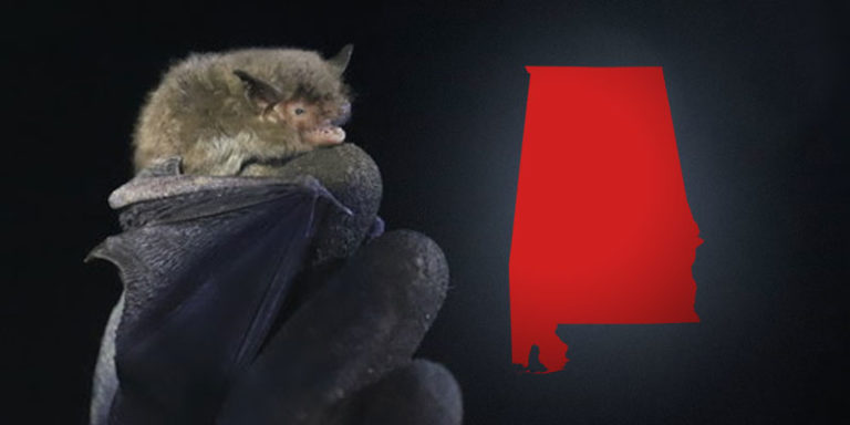 New Indiana bat hibernaculum discovered in Alabama - Yellowhammer News