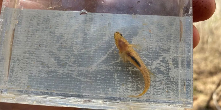 Scientists identify new home for rare, tiny rush darter - Yellowhammer News