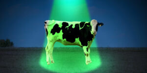 Revisiting Alabama's unsolved cattle mutilation phenomenon 30 years ...