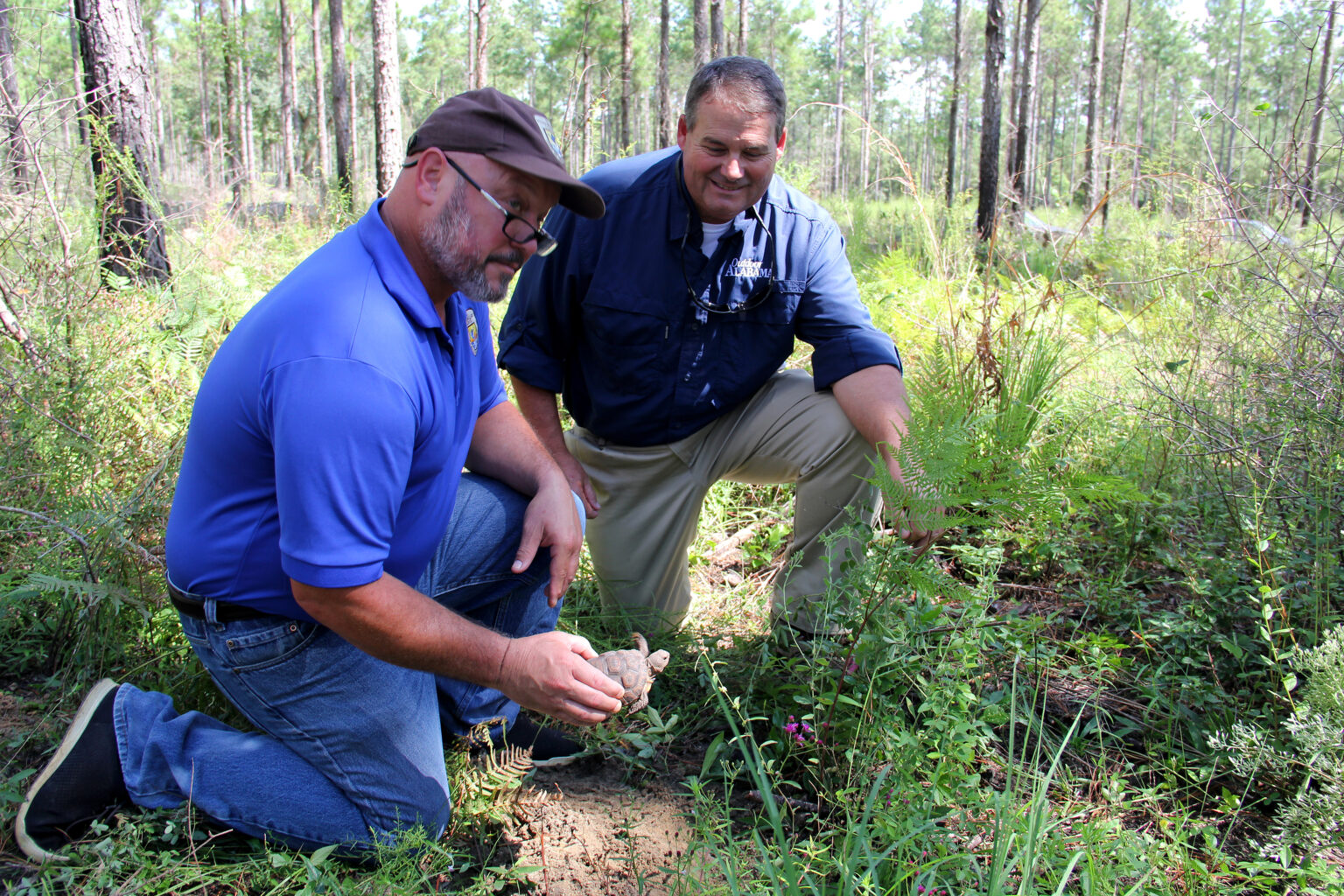 Gopher tortoise gets boost in South Alabama - Yellowhammer News