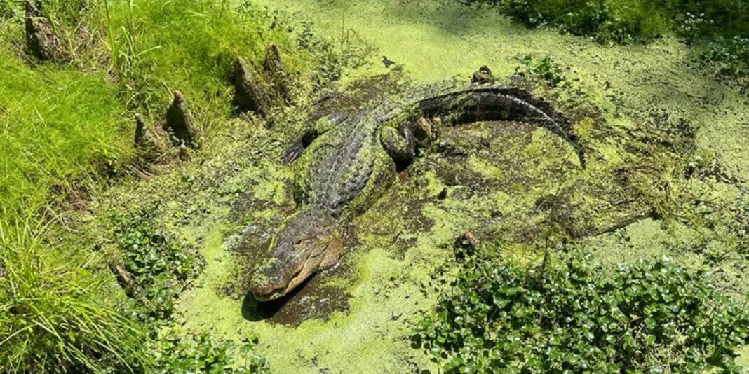 Alligator Alley is an Alabama small town wonder with some bite ...