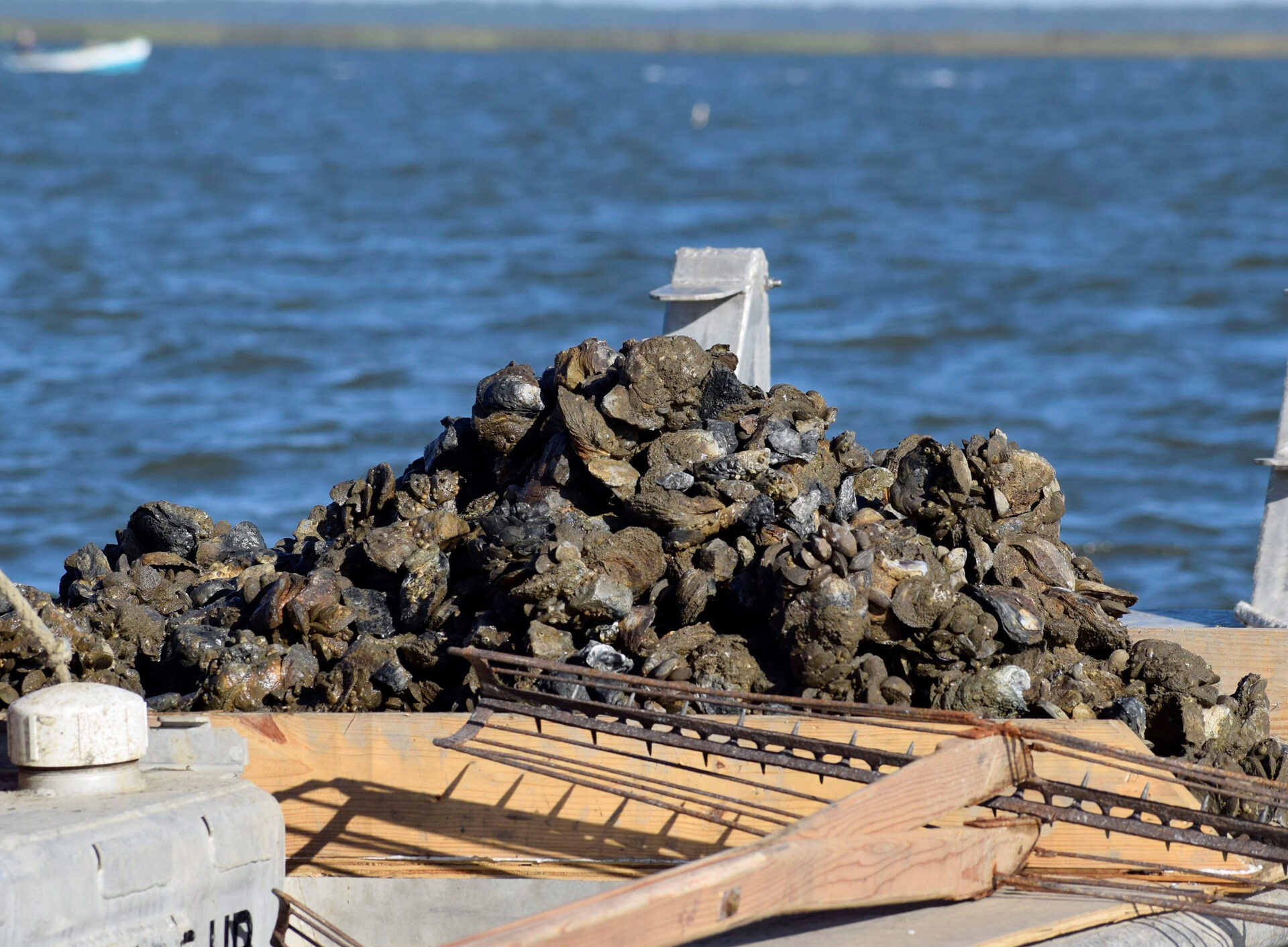 David Rainer: Alabama's oyster harvest off to great start