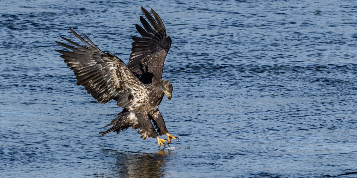 Eagle Awareness Weekends celebrate conservation success - Yellowhammer News