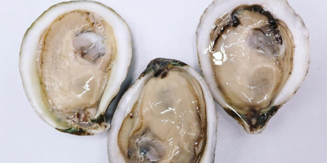 Admiral Shellfish Company grows prime oysters in south Alabama