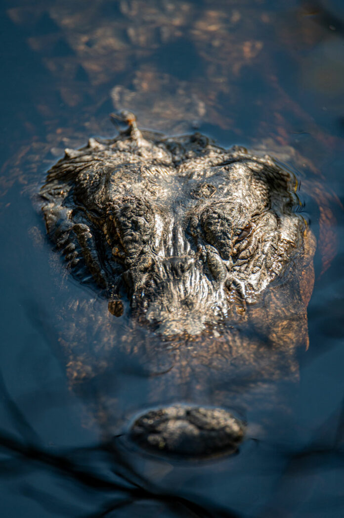 Backcountry Trail a 'Readers Choice' honoree - Yellowhammer News