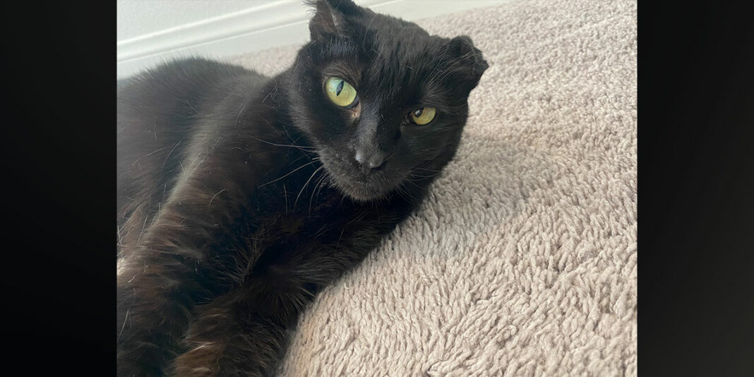 Alabama cat survives 14-month trip to Las Vegas - Yellowhammer News