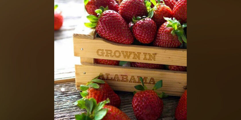 6 Alabama farmers markets to check out this spring - Yellowhammer News