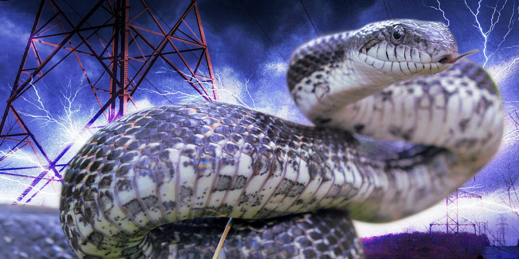 Snake, not TVA, responsible for power outage - Yellowhammer News