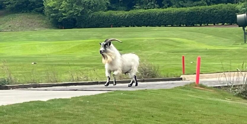 The GOAT of goats? Mountain Brook billy goat on the lam - Yellowhammer News