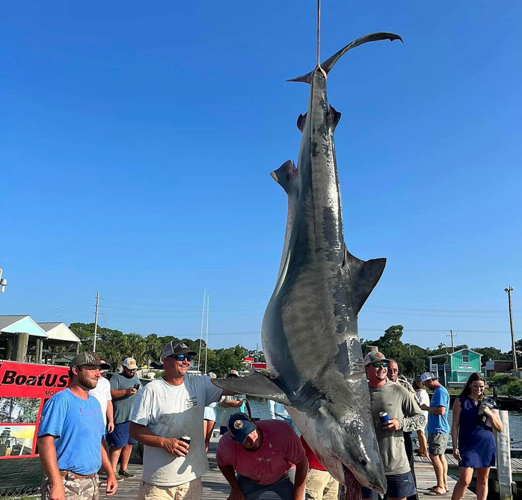 David Rainer: Potential record shark highlights fishing rodeo ...