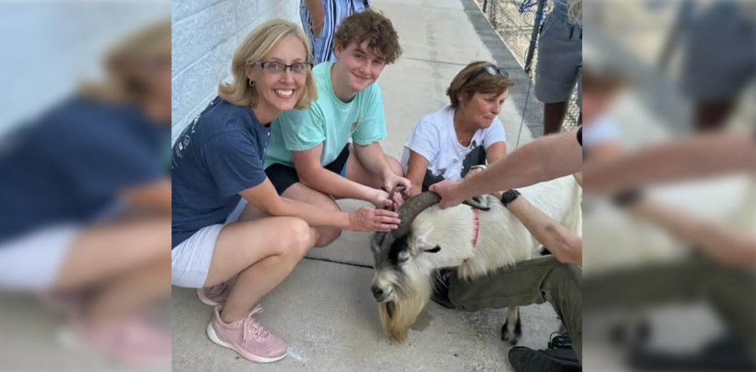 He's b-a-a-ack: Superstar goat reunited with owners - Yellowhammer News