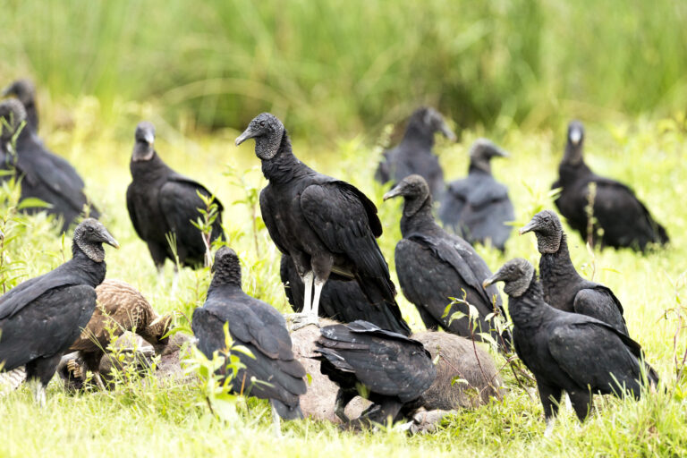 Alabama livestock producers begin hunting black vultures - Yellowhammer ...