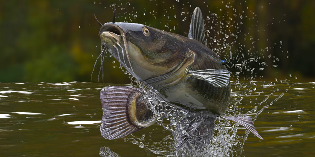 National Catfish Month: Alabama ‘vital’ for nationwide industry ...