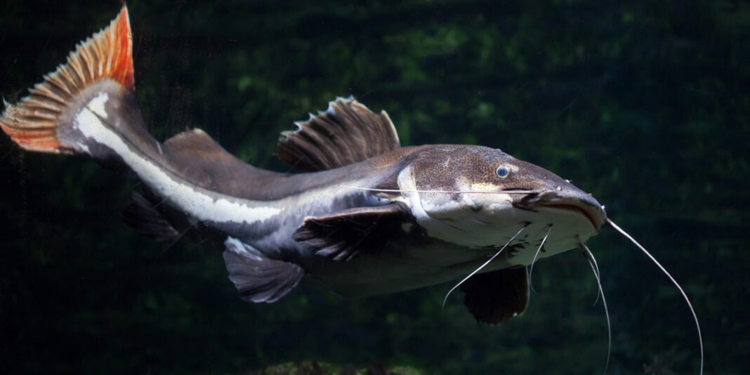 Alabama Tourism will launch statewide Catfish Trail featuring more than ...