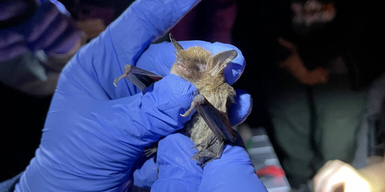 Endangered northern long-eared bats discovered in coastal Alabama