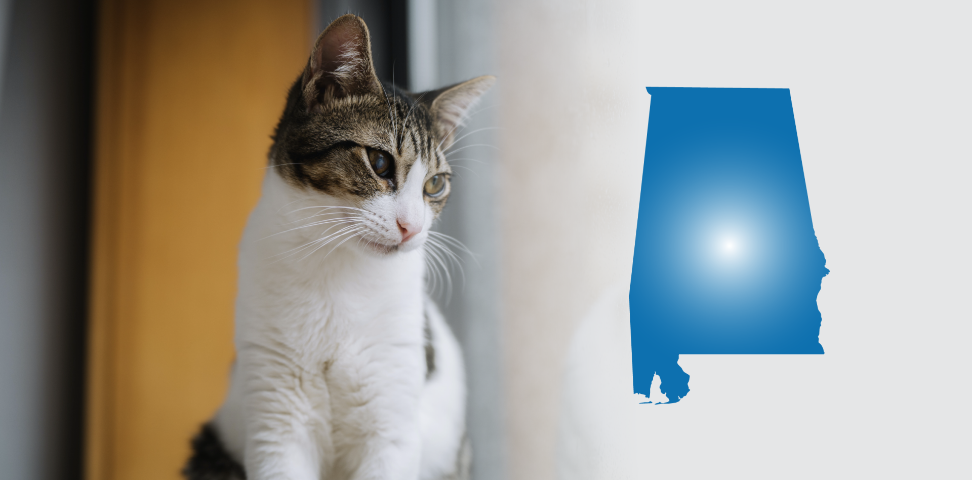 Rabies found in Autauga County kitten - Yellowhammer News