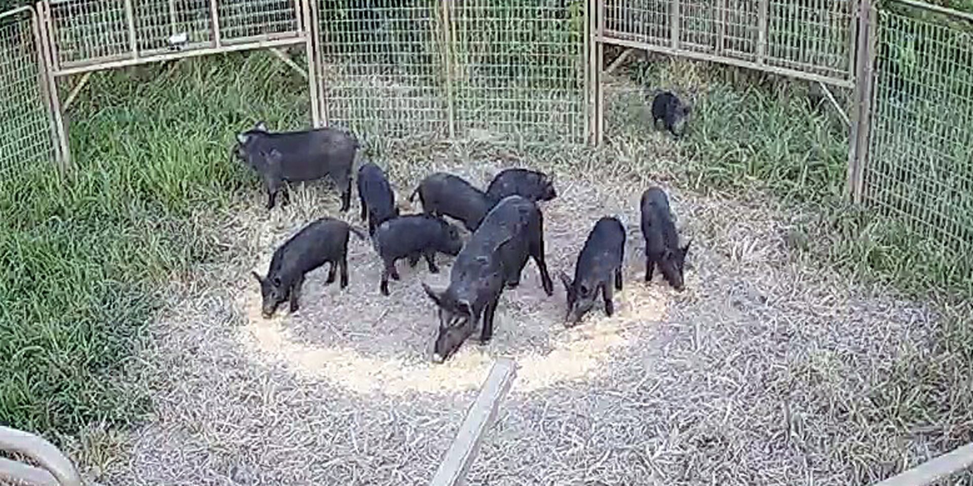 David Rainer: Forever Wild Board commits to feral hog mitigation ...