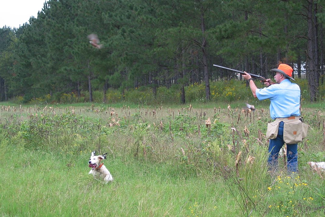 David Rainer: Uphill battle continues on bobwhite quail - Yellowhammer News