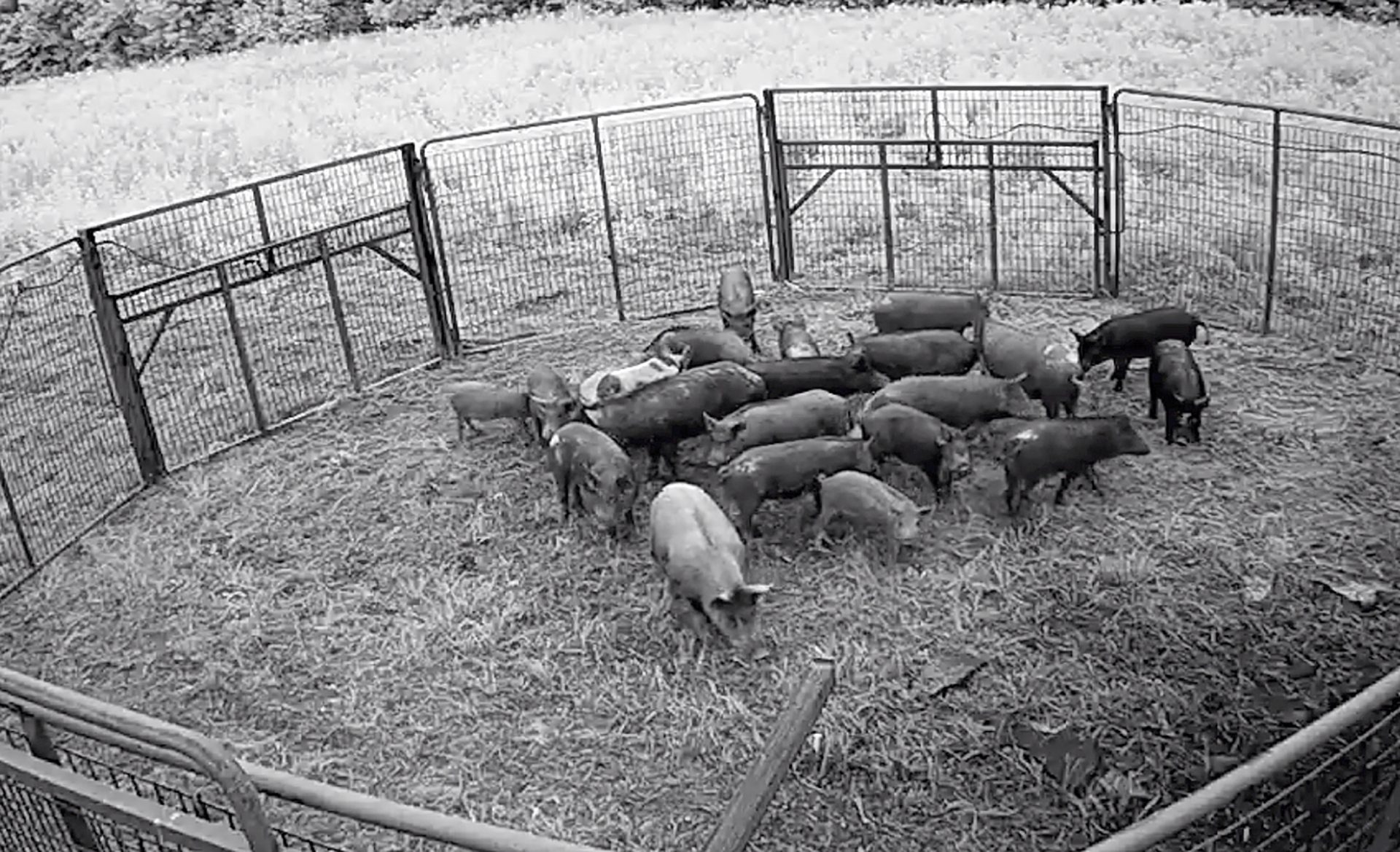 David Rainer: Agencies meet to work on feral swine solutions ...