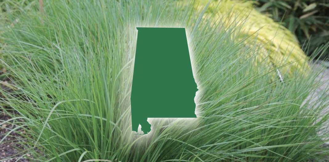 Rooted in history: Little Bluestem for Alabama's state grass ...