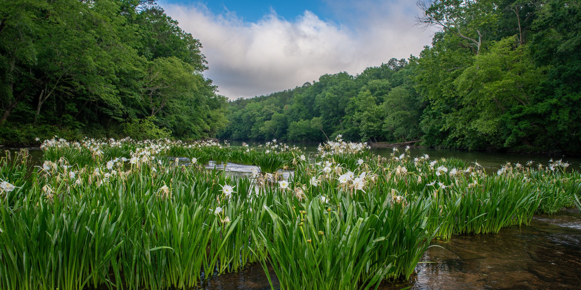 LOOK: Cahaba lilies blooming in Bibb County - Yellowhammer News