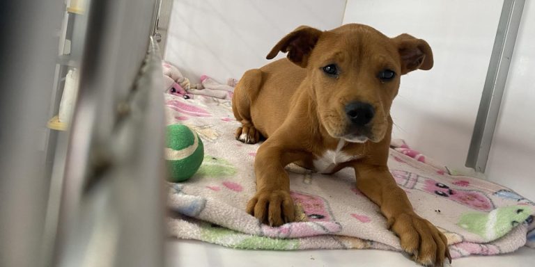 Calhoun County to transform pet resort into community animal shelter ...