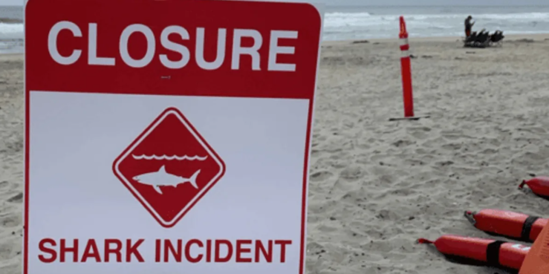 After their fast action helped save shark bite victims, stories of ...