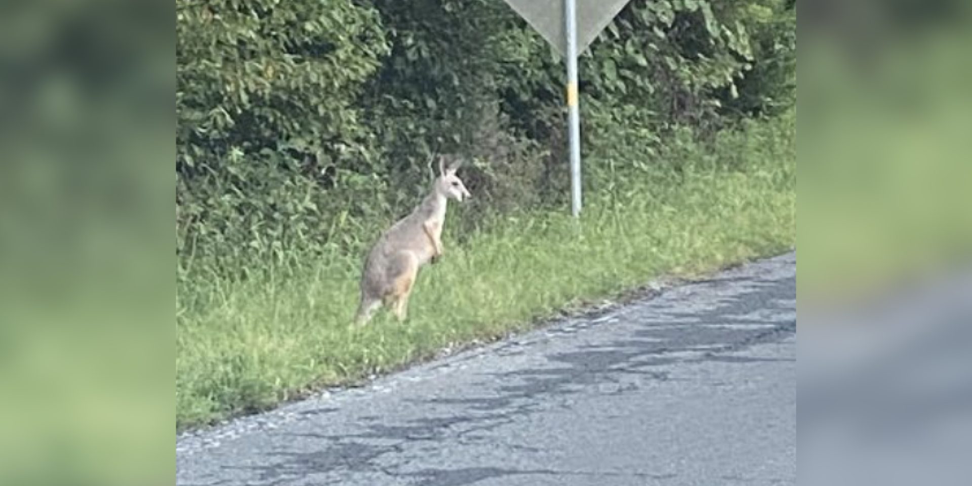 Kangaroo in Alabama? James Spann shares wild photo of kangaroo on road ...
