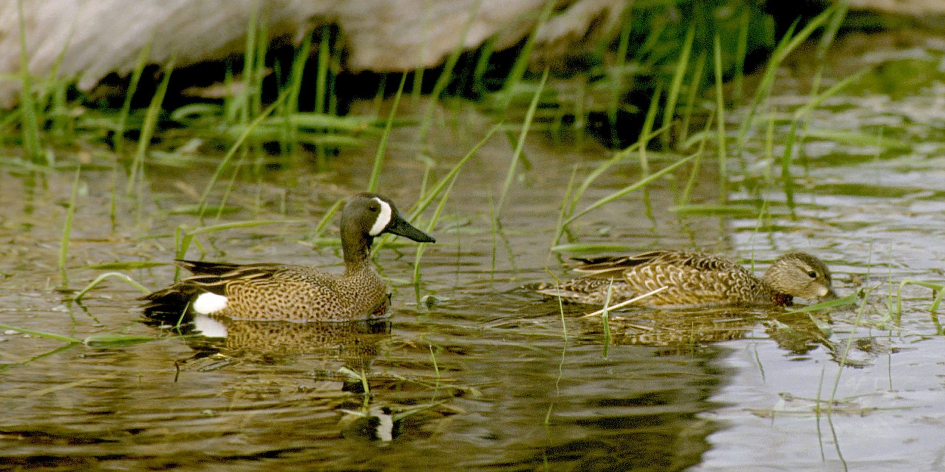 David Rainer: Duck hunters should take advantage of special teal season ...