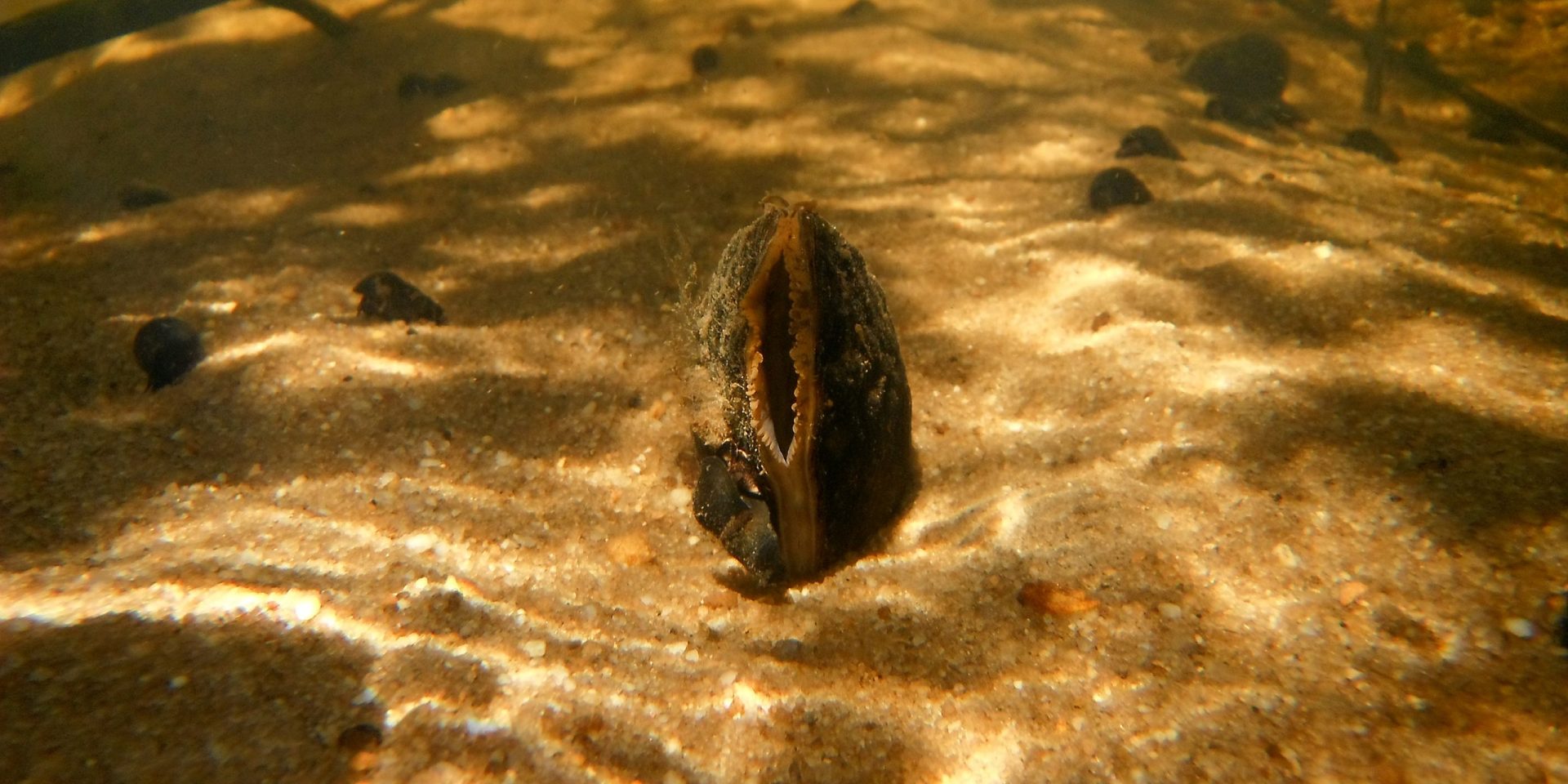 David Rainer: Endangered Alabama pearlshell mussel habitat protected ...