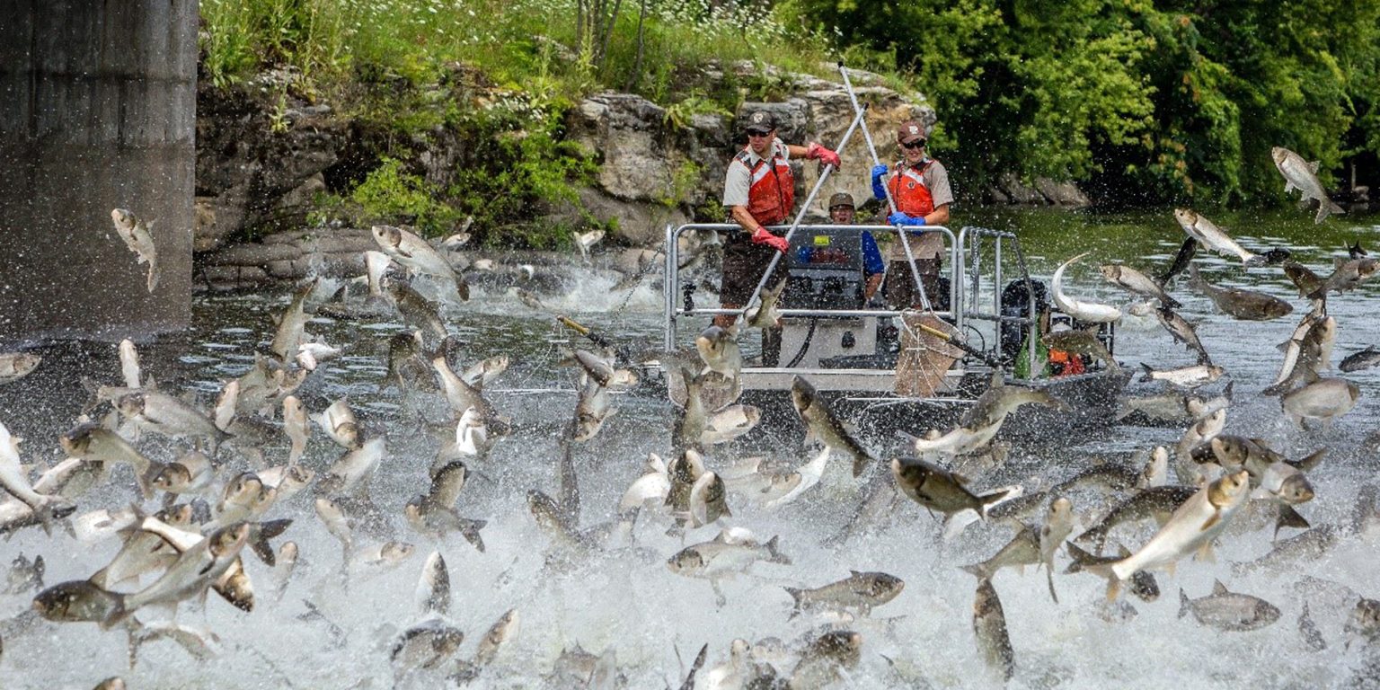 David Rainer: WFF Fisheries Continues to Monitor Invasive Carp Species ...
