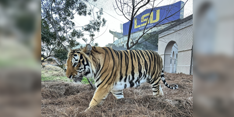 LSU bringing back live tiger mascot for Alabama game, first sideline ...