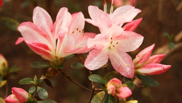A buyer’s guide for Alabama azalea varieties - Yellowhammer News