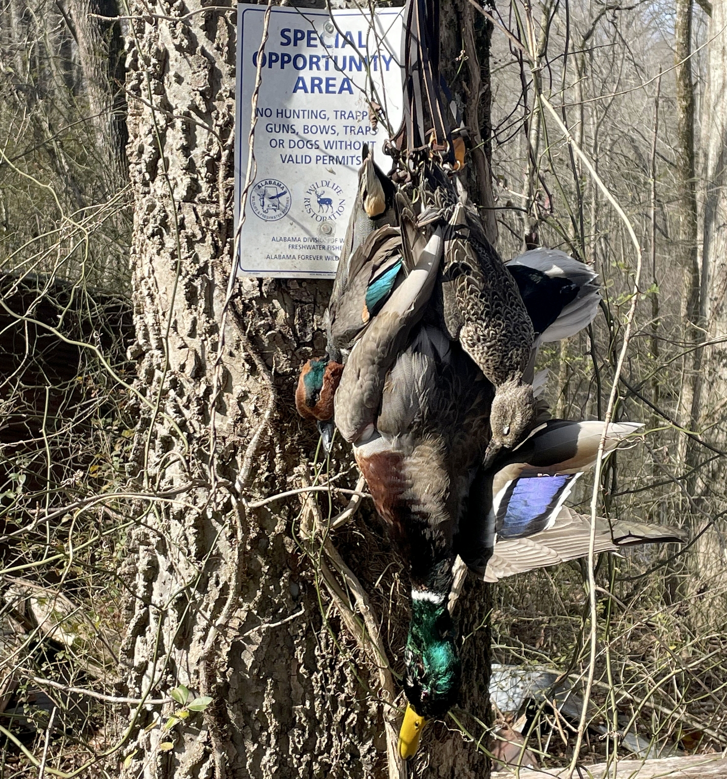David Rainer: Cool fronts bring hope for Alabama waterfowl hunters ...