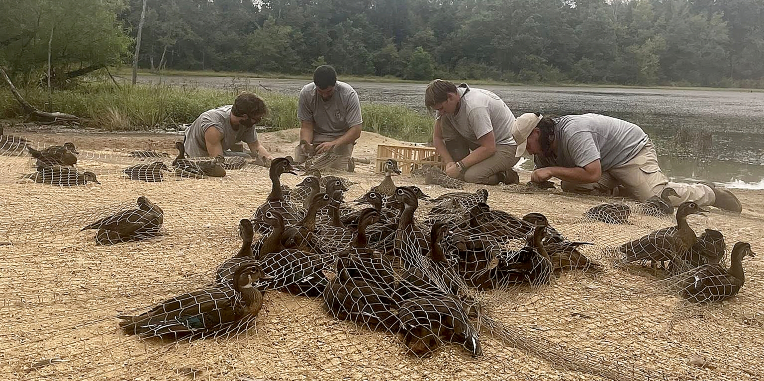 blue-winged teal migration Archives - Yellowhammer News