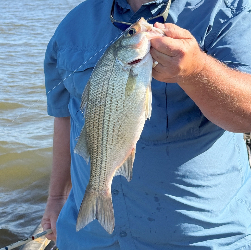 David Rainer: When crappie won't bite, Tennessee River has great alternatives - Yellowhammer News