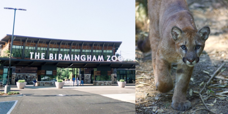 Birmingham Zoo to host family-friendly 'Zoo Year’s Eve' celebrations ...