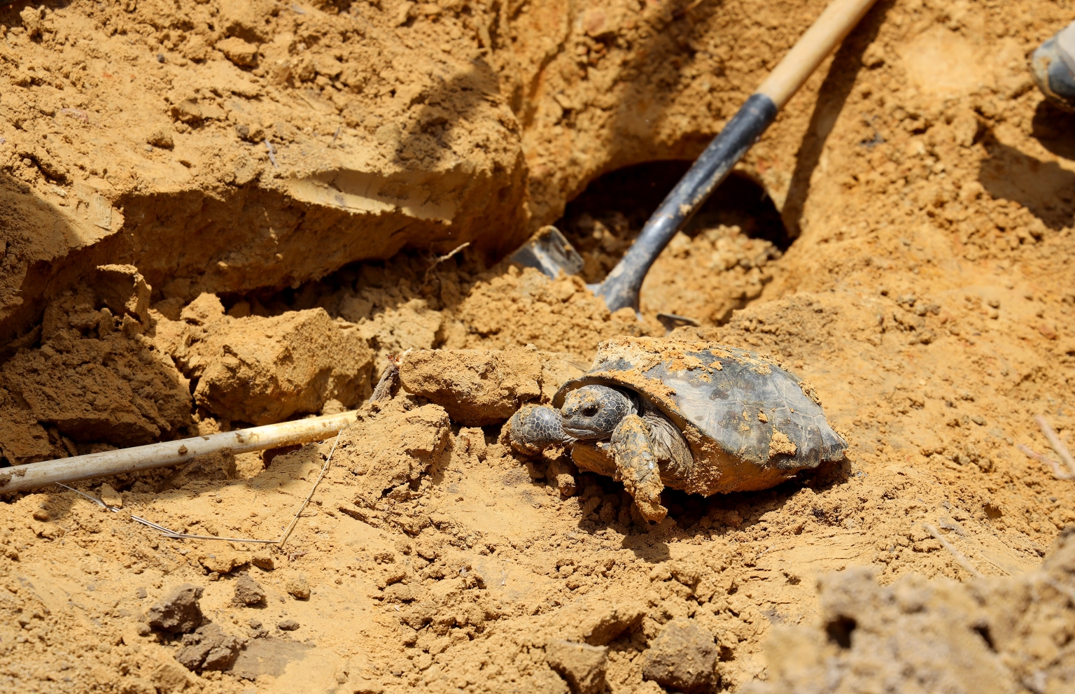 David Rainer: WFF, 68 Ventures team up to relocate gopher tortoises ...